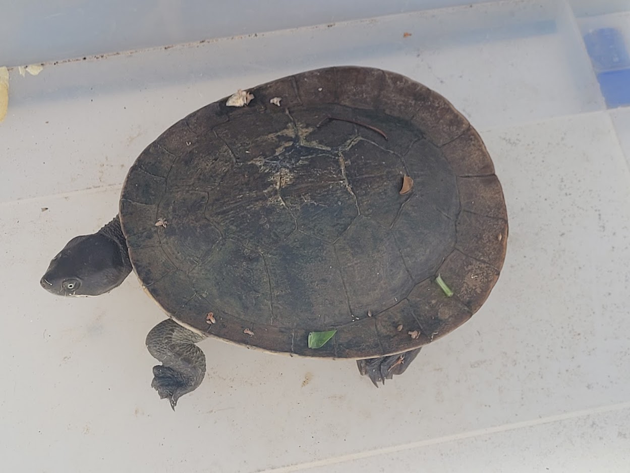 Adelaide Lost or Found Turtles.Rescued Tortoises in Adelaide, South ...