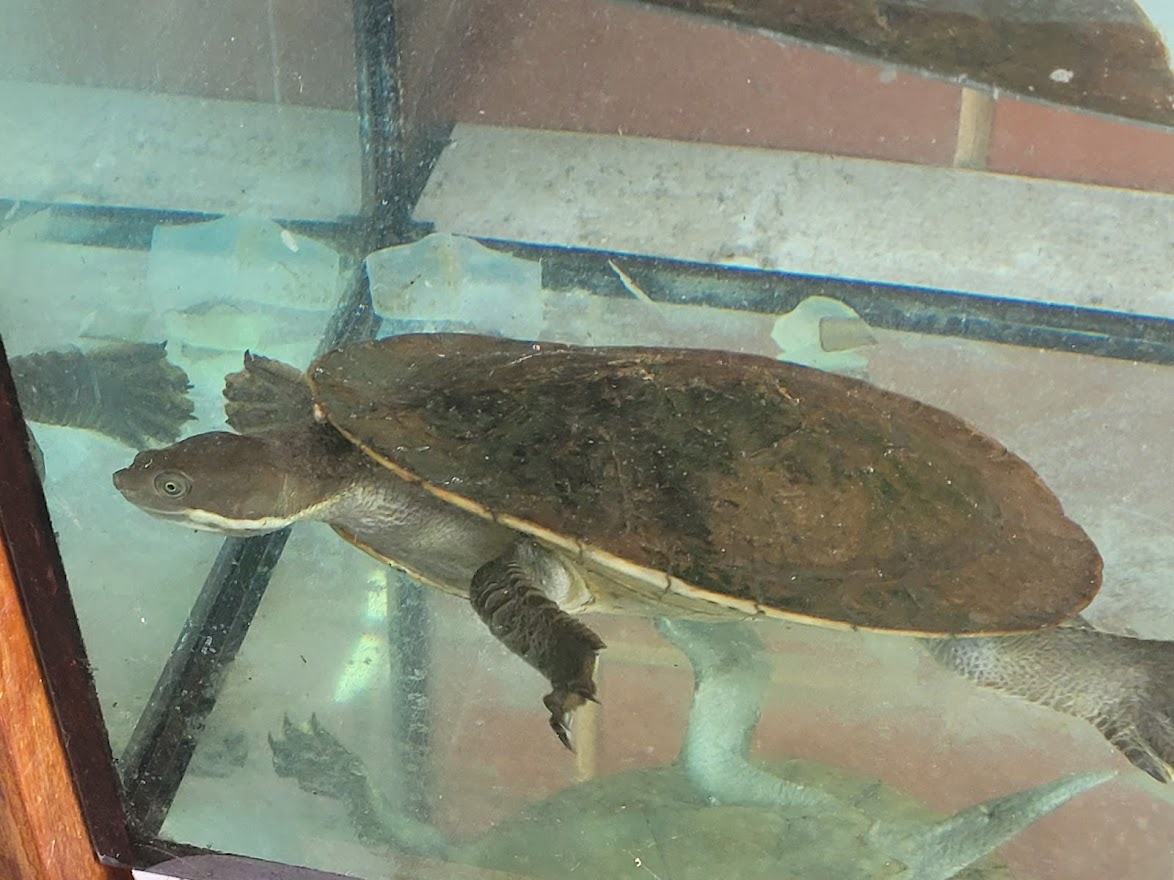 Adelaide Lost or Found Turtles.Rescued Tortoises in Adelaide, South ...